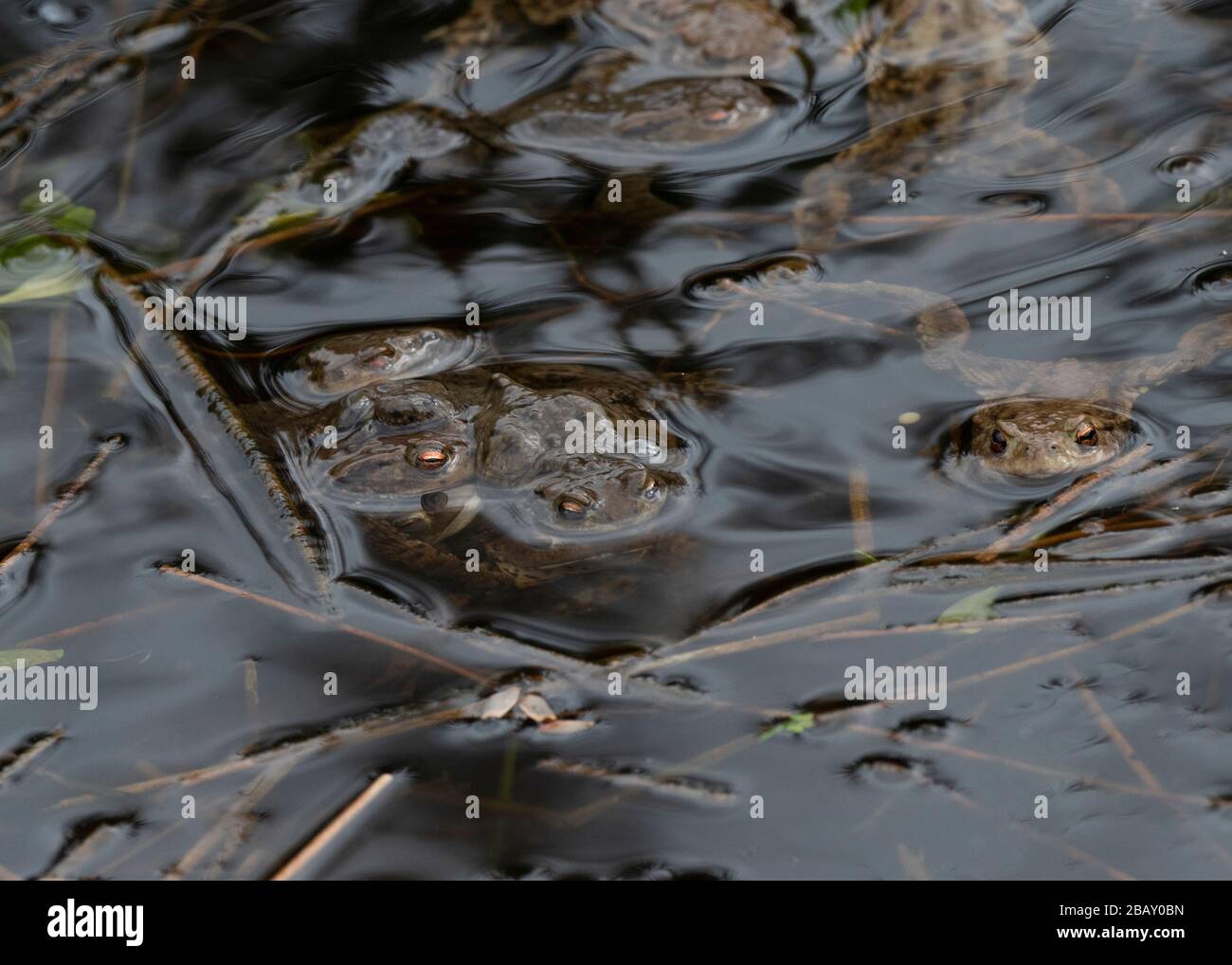 Common Toad (Bufo bufo) gathering in breeding pool, in Spring, Dumfries ...