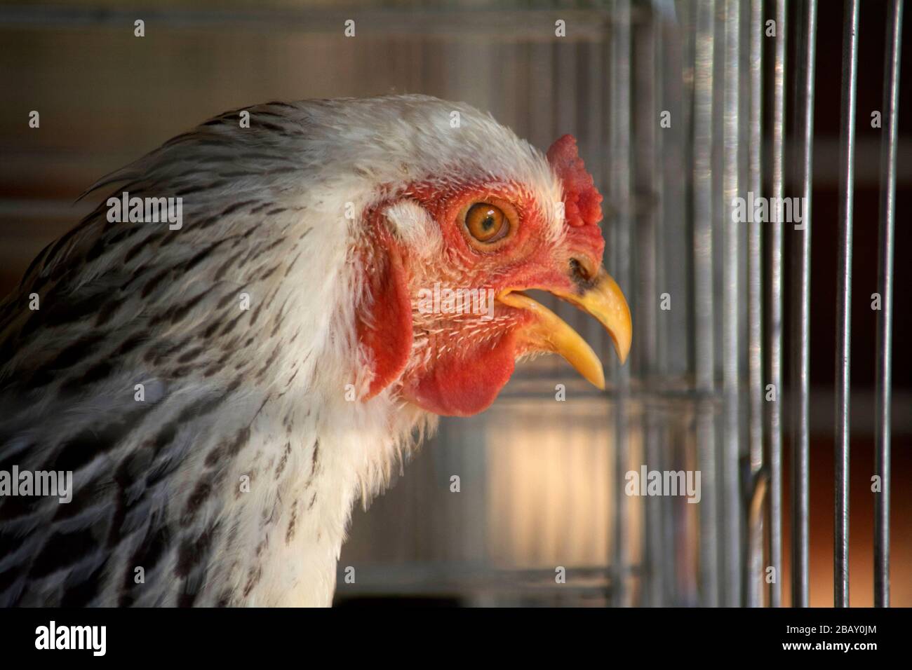 Rooster in cage Stock Photo - Alamy