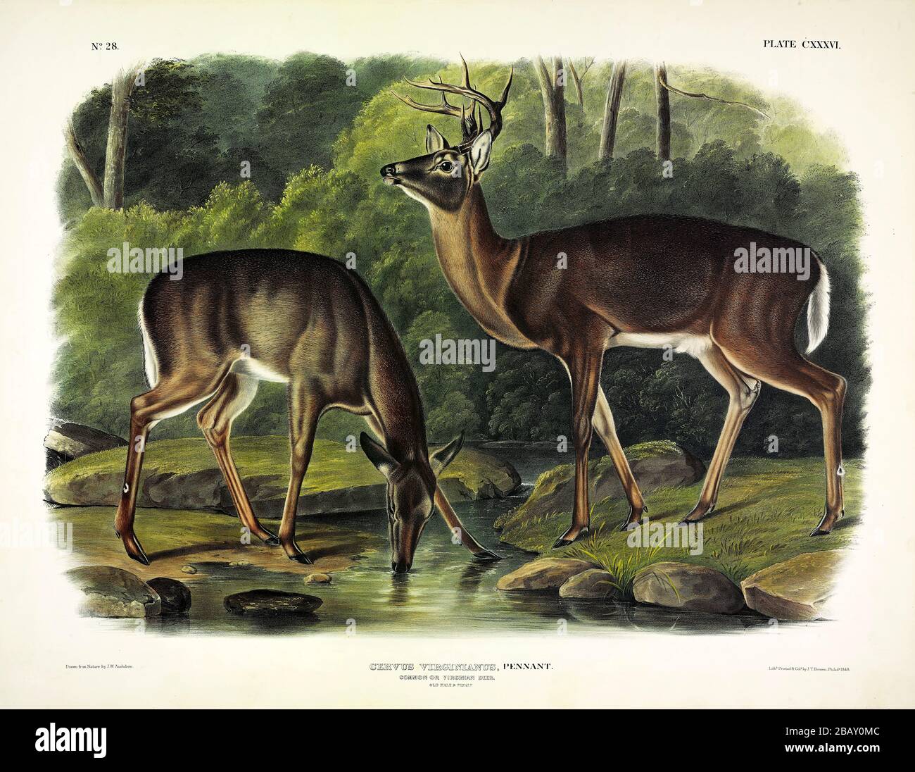 Plate 136 Common Deer (Cervus Virginianus) (White-tailed Deer) The ...