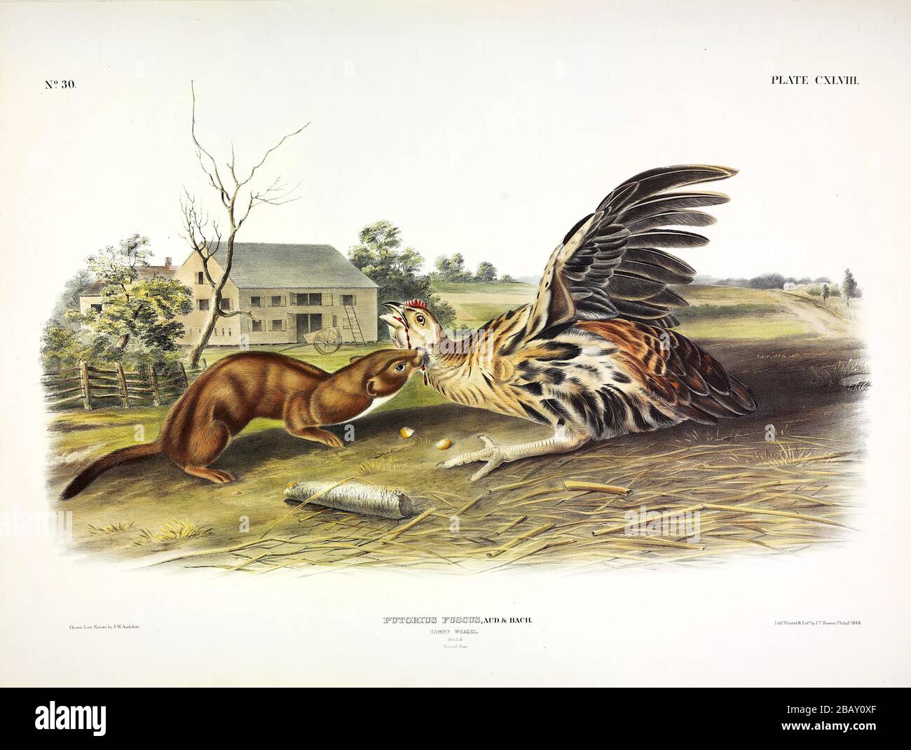 Weasel in barnyard hunting and killing chicken by biting throat hi-res ...
