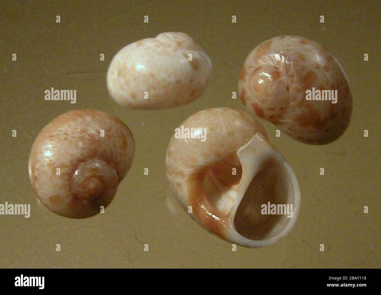 Naticidae hi-res stock photography and images - Alamy