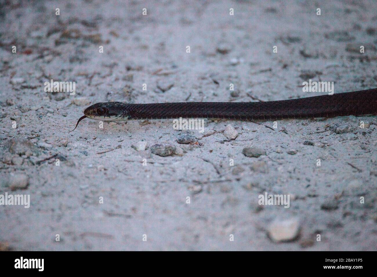 Slithering Crayfish Snake Regina alleni across a marsh in Naples ...