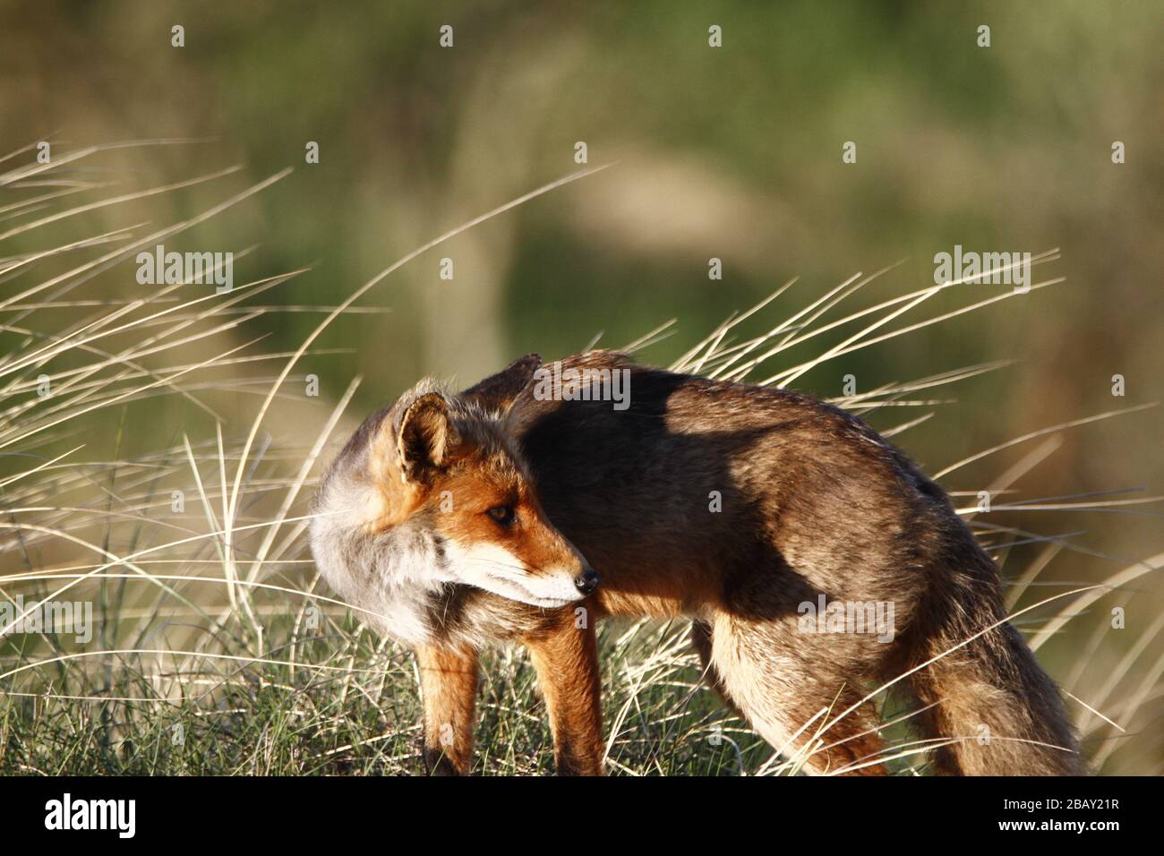 A european red fox standing on a danish beach looking back Stock Photo ...