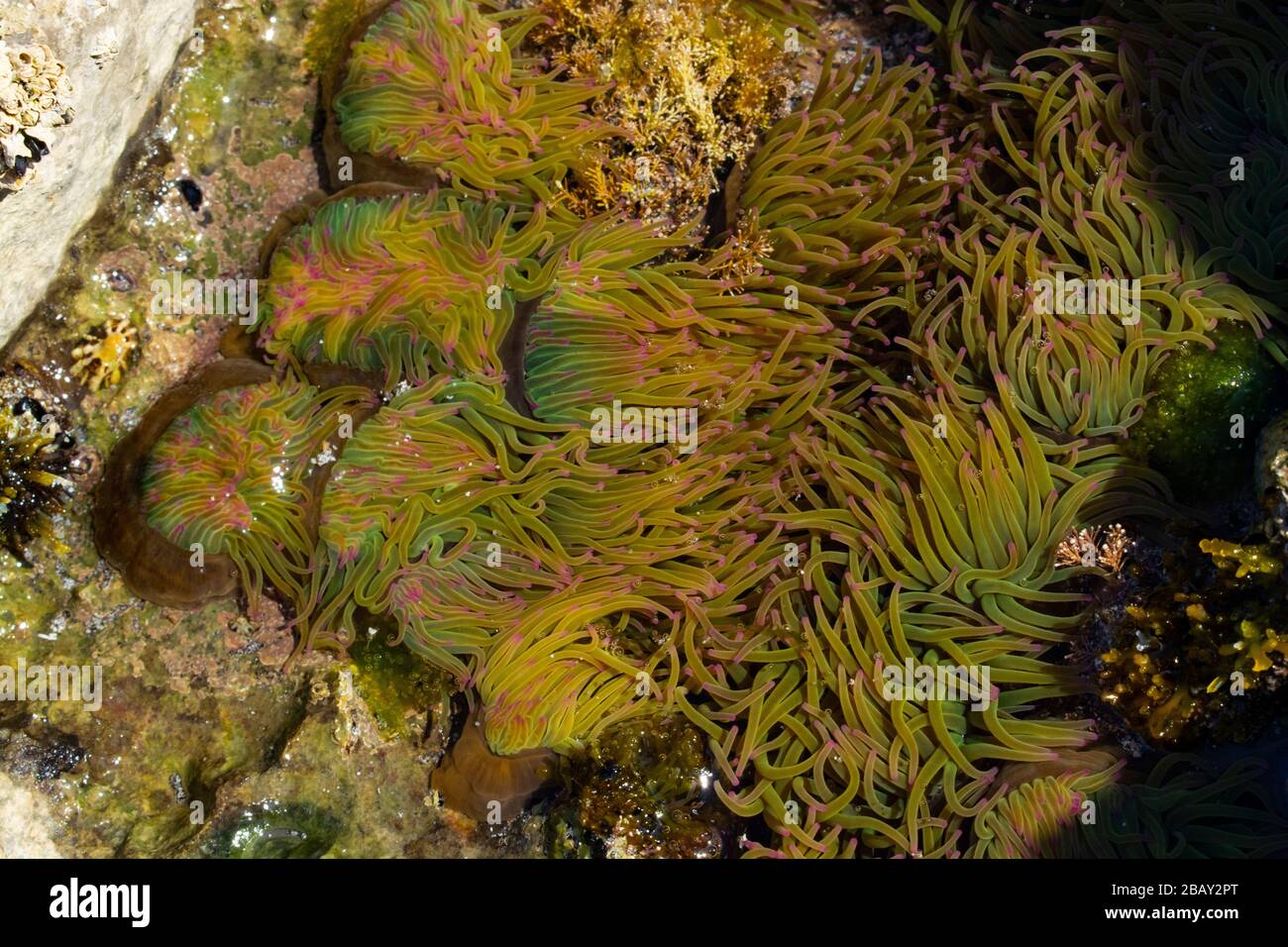 sea life shallow water Aran Islands Inisheer Ireland Stock Photo - Alamy