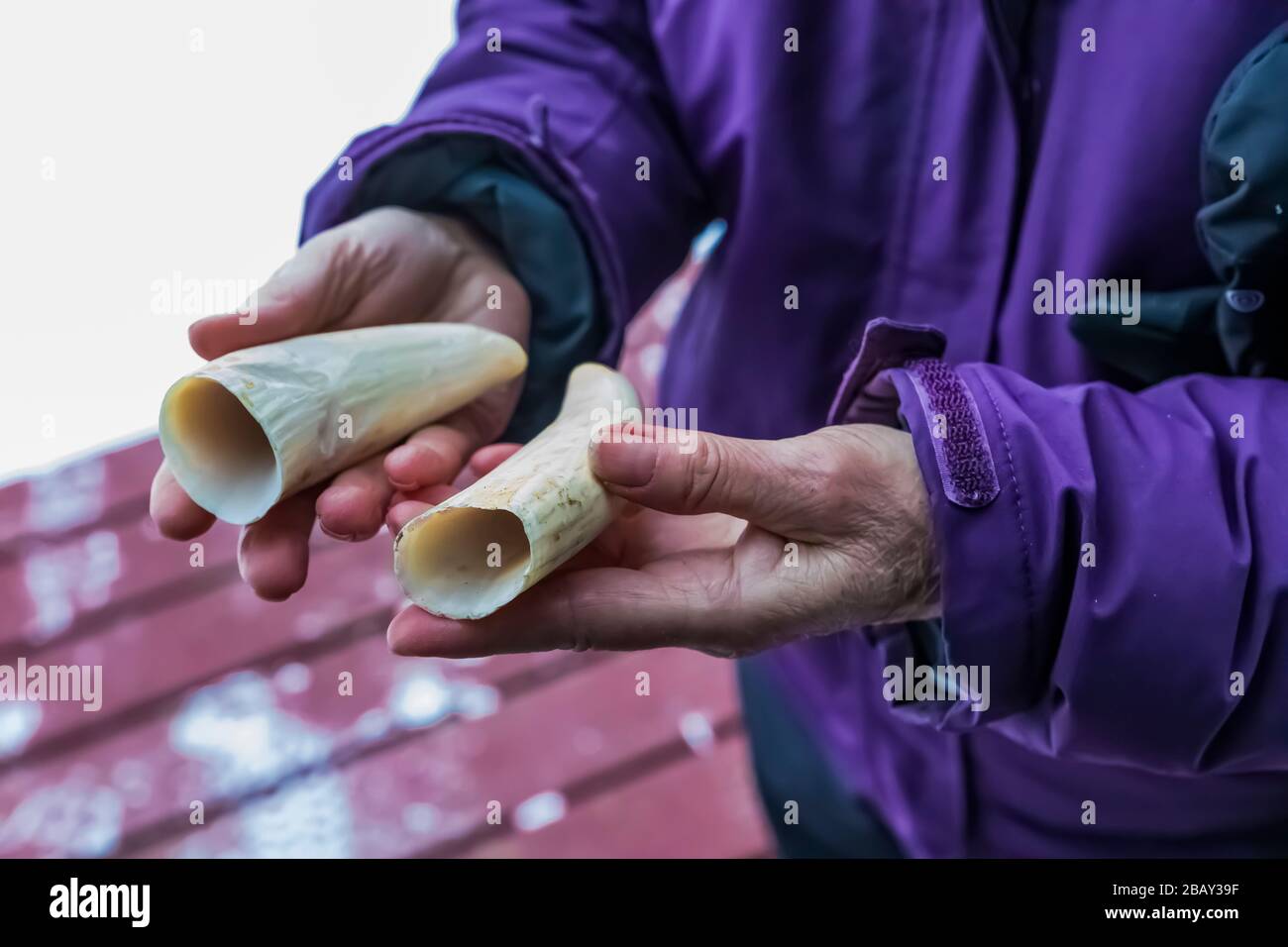 Collection of old Sperm Whale, Physeter macrocephalus, teeth in ...