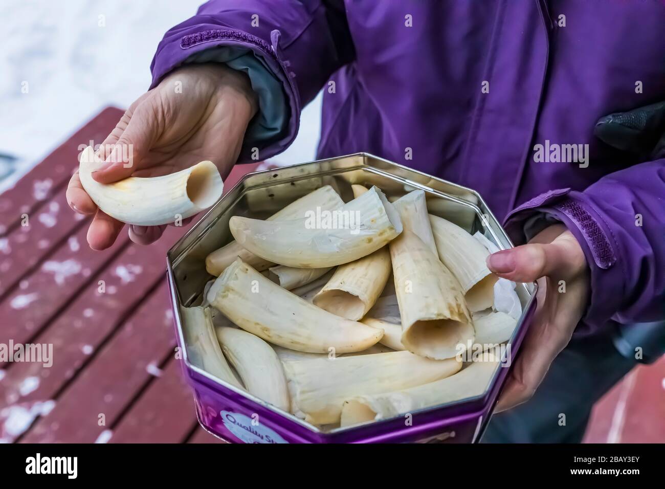 Collection of old Sperm Whale, Physeter macrocephalus, teeth in ...