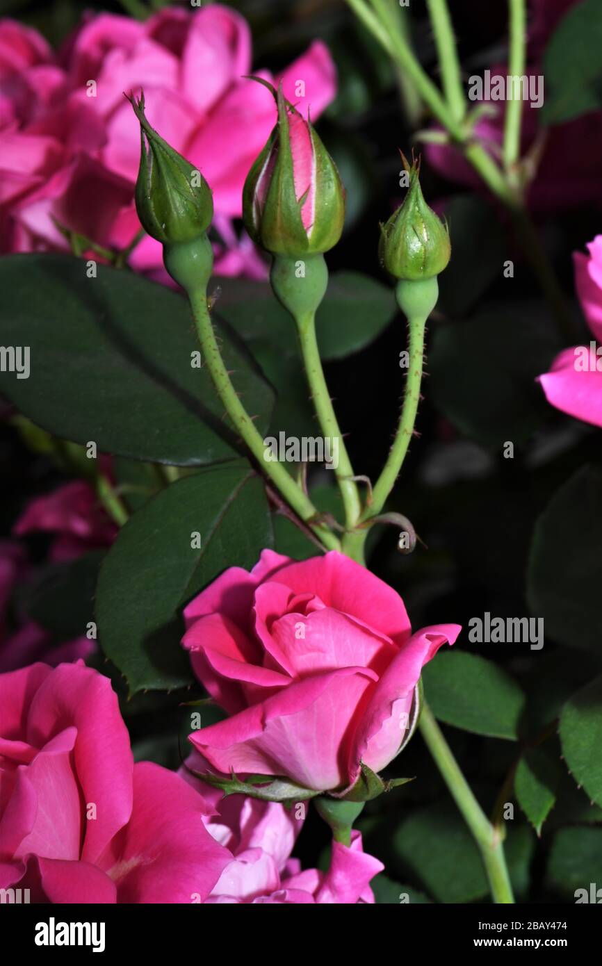 Pink roes hi-res stock photography and images - Alamy