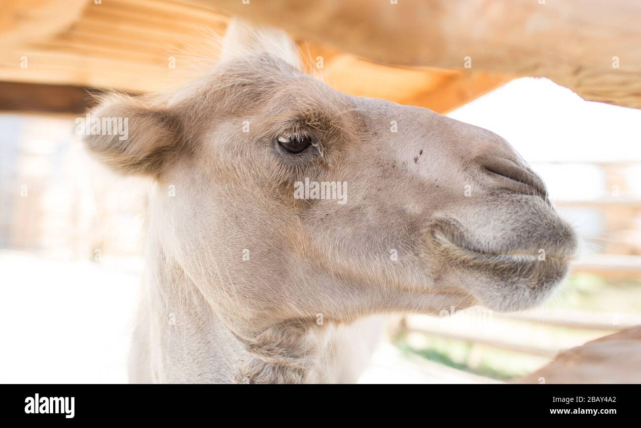 Camel front face hi-res stock photography and images - Alamy