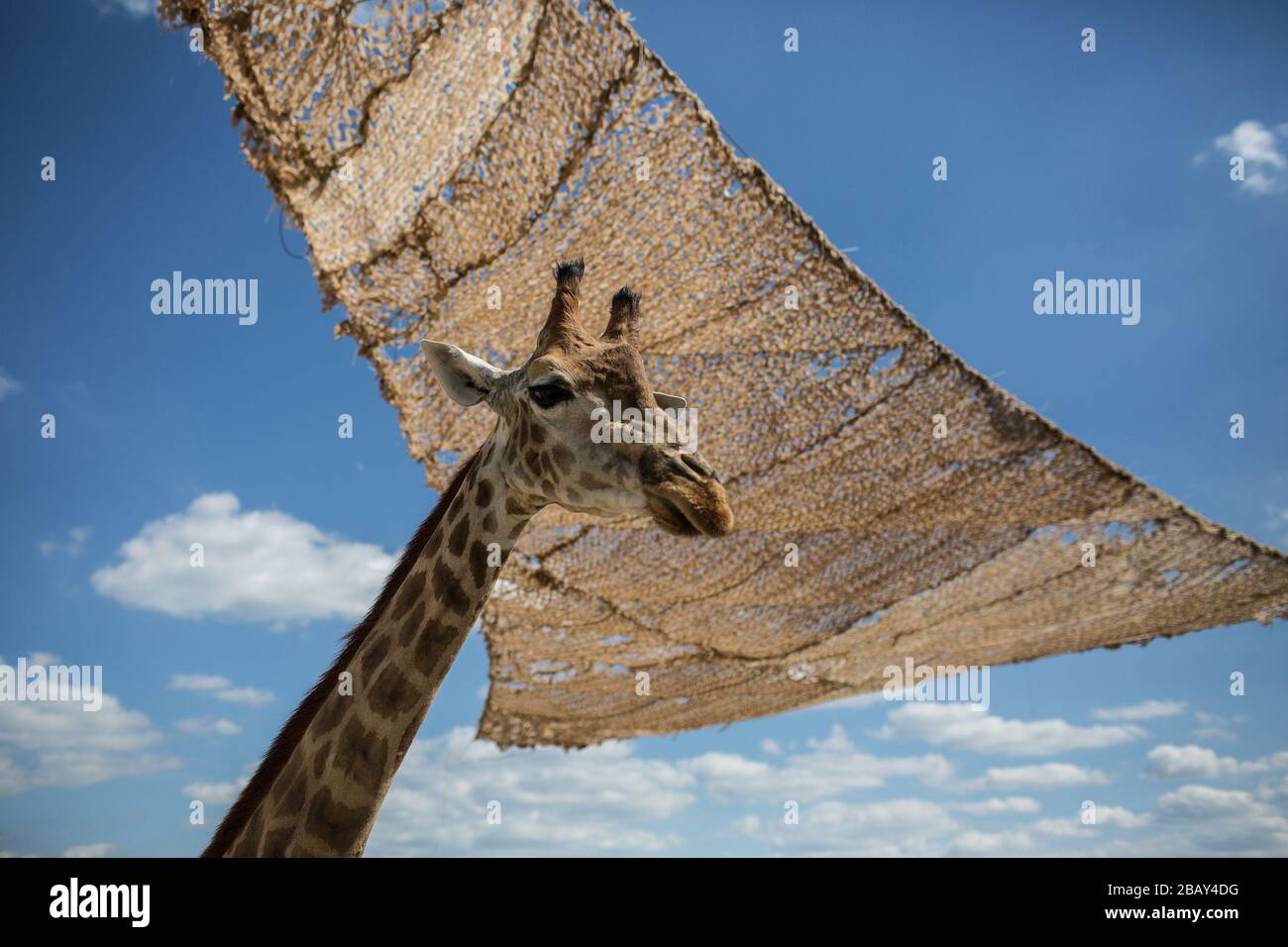 Giraffe long neck standing hi-res stock photography and images - Alamy