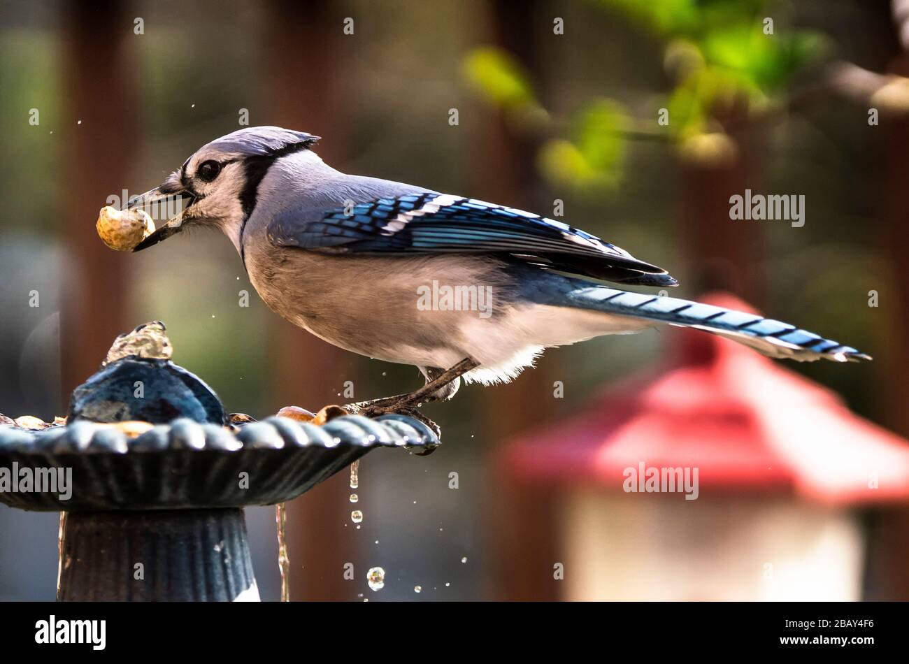 Blue bird with nut Stock Photo - Alamy