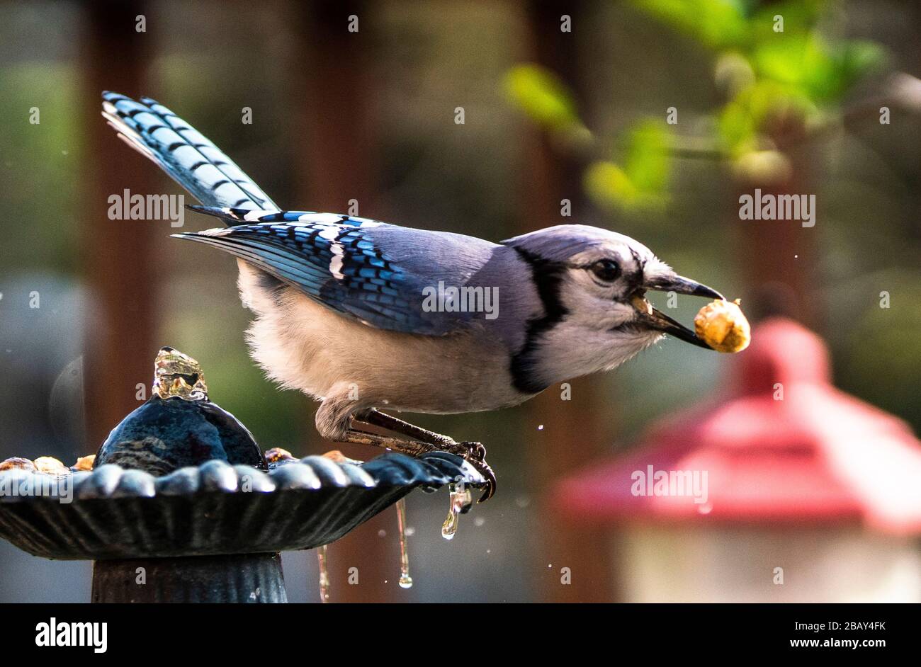 Peanut Eater High Resolution Stock Photography and Images - Alamy