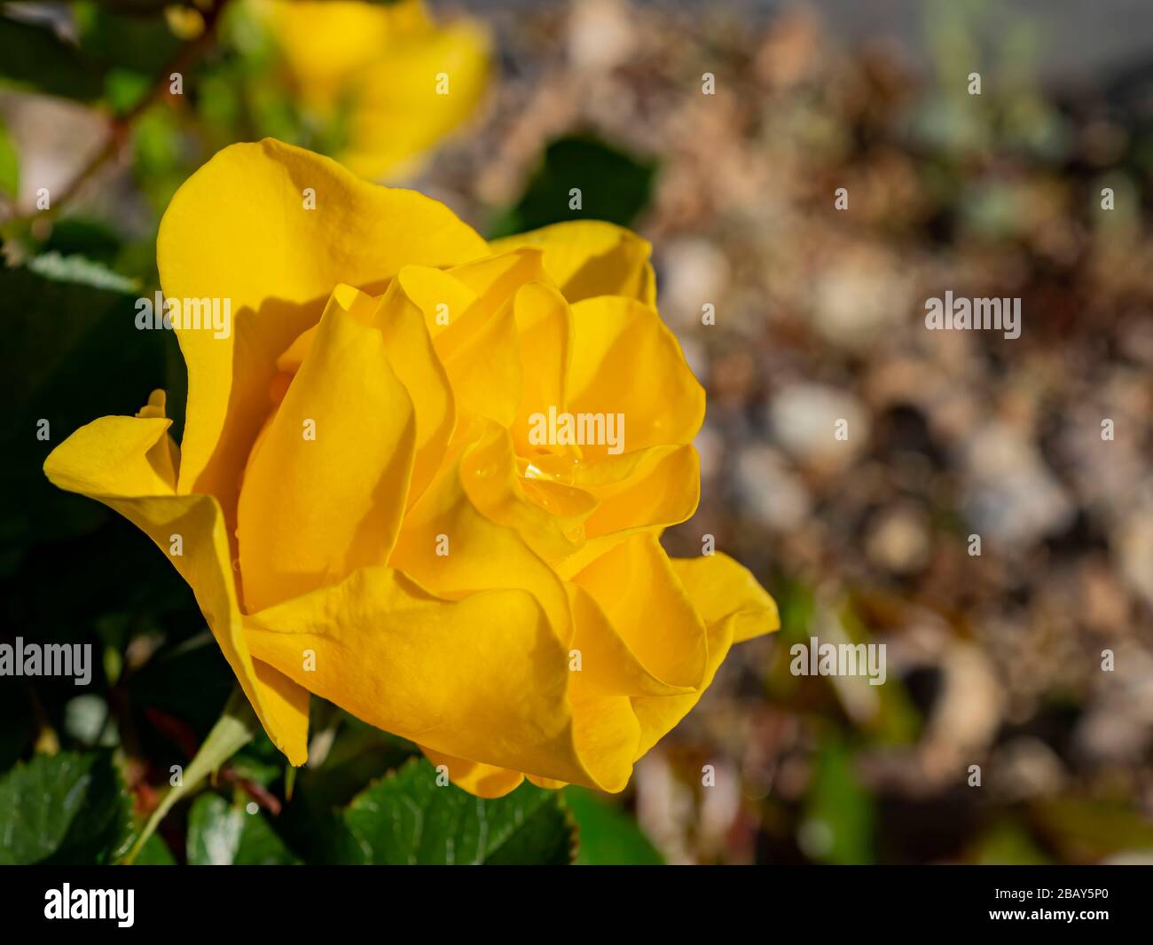 Close up shot of a beautiful yellow rose blossom at Nevada Stock Photo ...