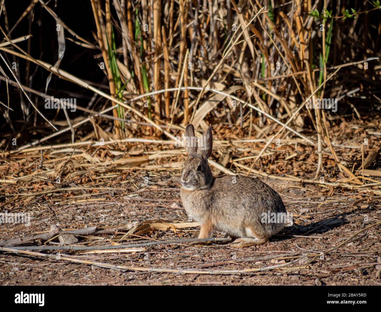 Desert cottontail rabbits hi-res stock photography and images - Alamy