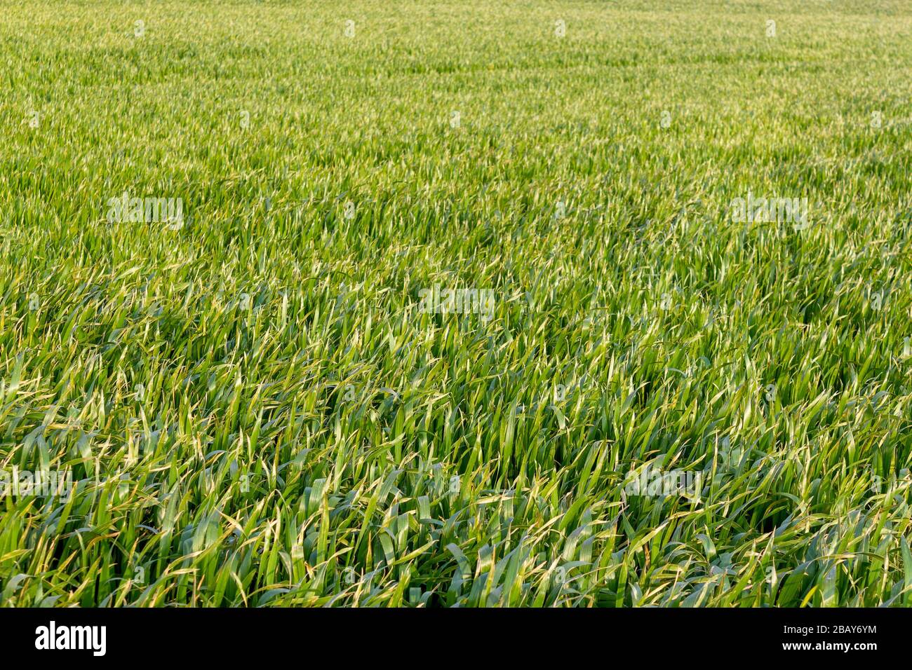 Green grass field isolated background Stock Photo - Alamy