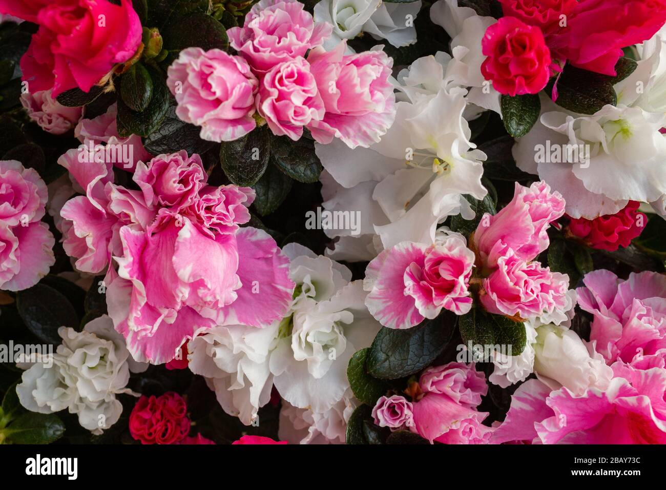 Flowering azalea hi-res stock photography and images - Alamy