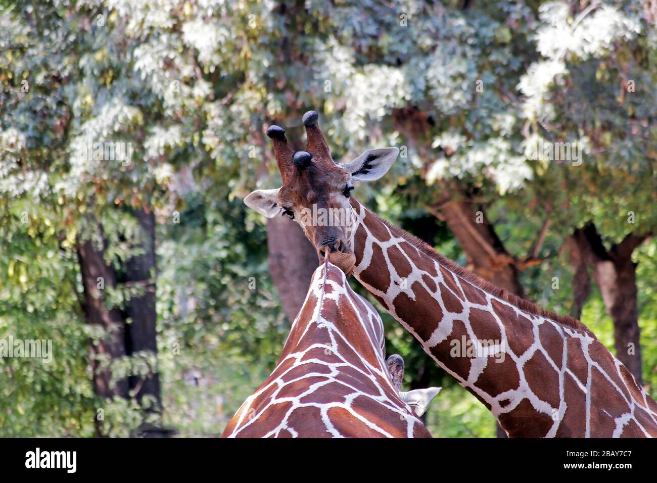 African Giraffes kepping safe in Animals sanctuary - Cervus ...