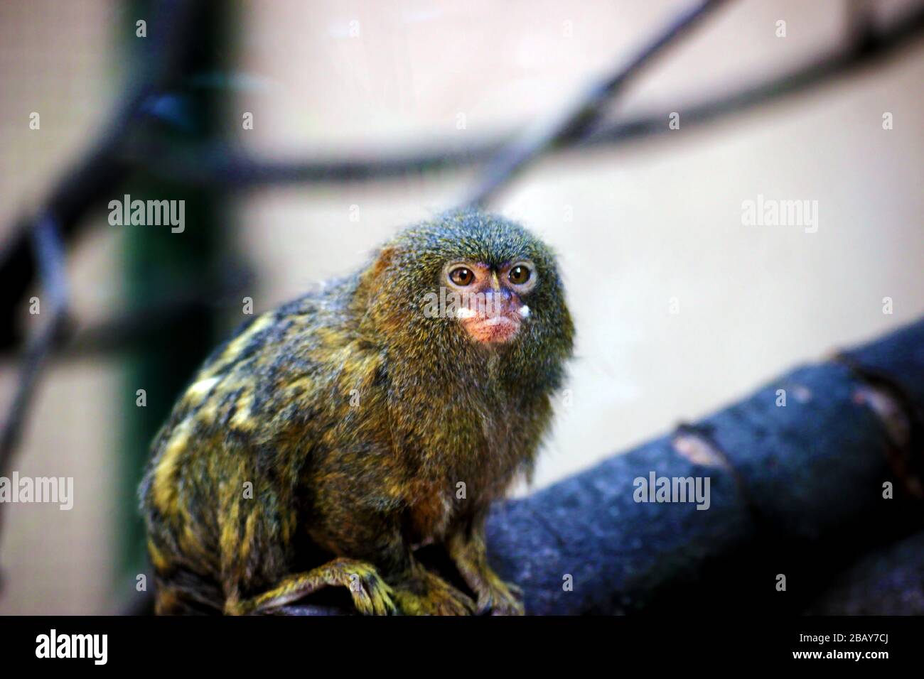 Pygmy marmoset (Cebuella pygmaea) is one of the smallest monkeys in the ...