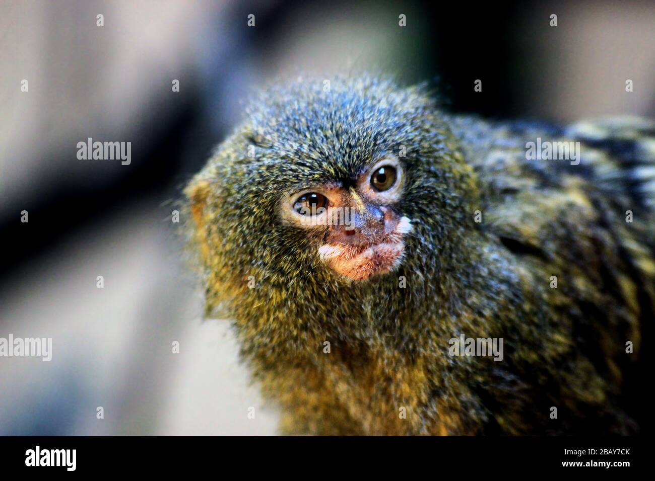 Pygmy marmoset young hi-res stock photography and images - Alamy