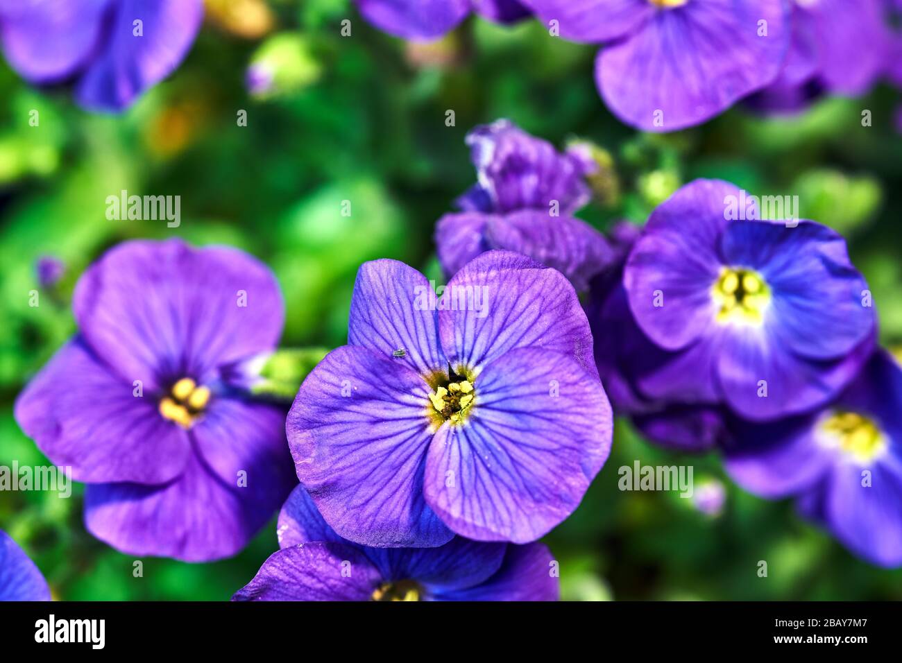 Beautiful, blooming purple flowers Stock Photo - Alamy