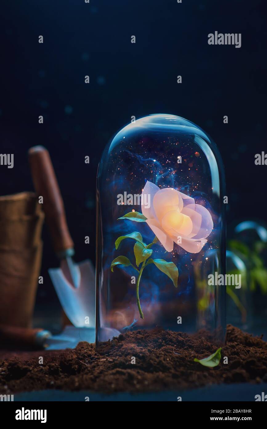 Glowing flower hi-res stock photography and images - Alamy