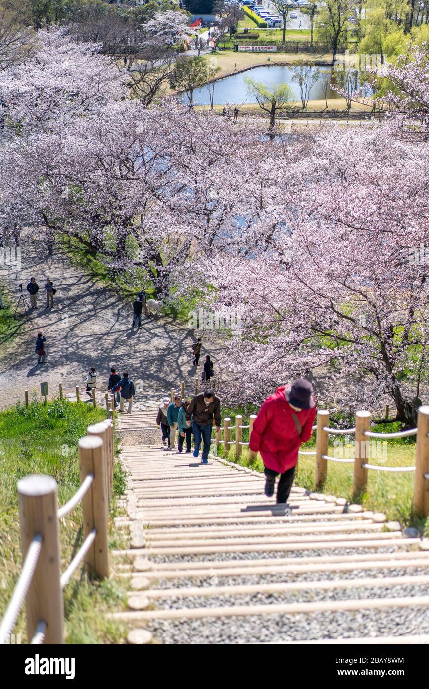 Sakitama ancient tomb park, Gyoda City, Saitama Prefecture, Japan Stock ...