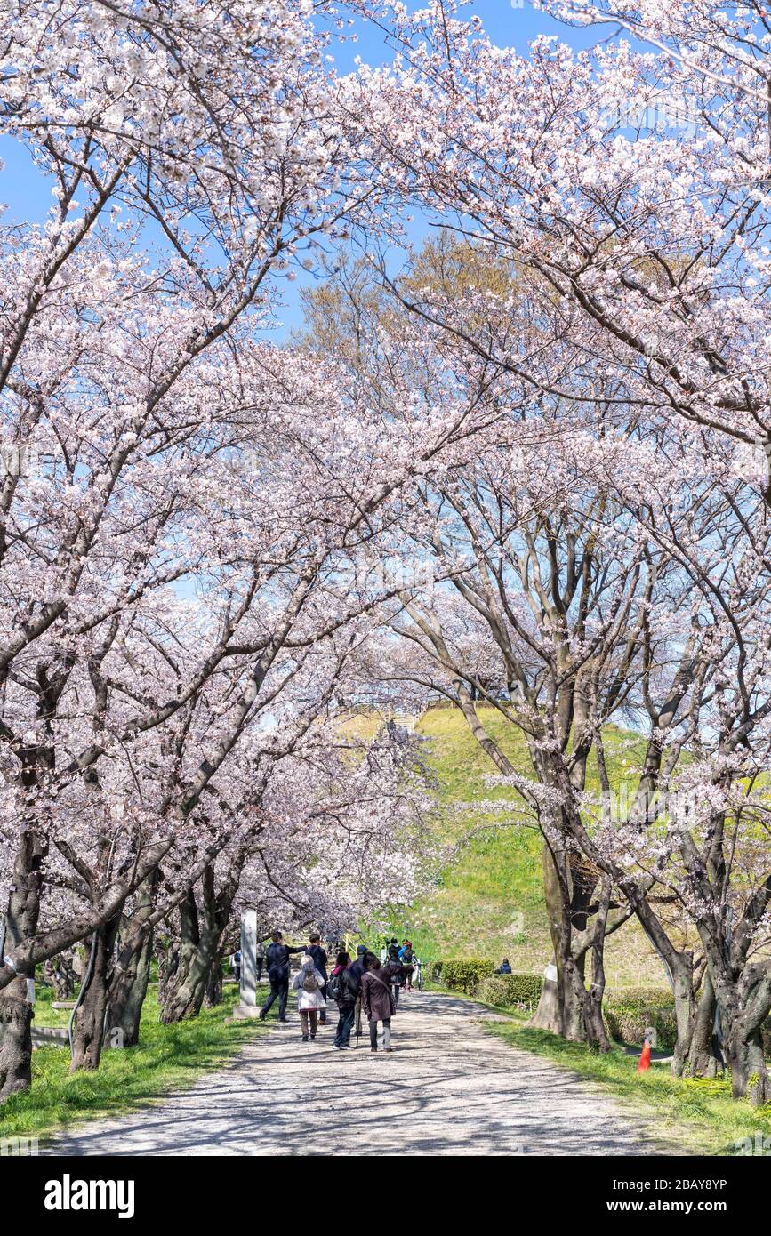 Sakitama ancient tomb park, Gyoda City, Saitama Prefecture, Japan Stock ...
