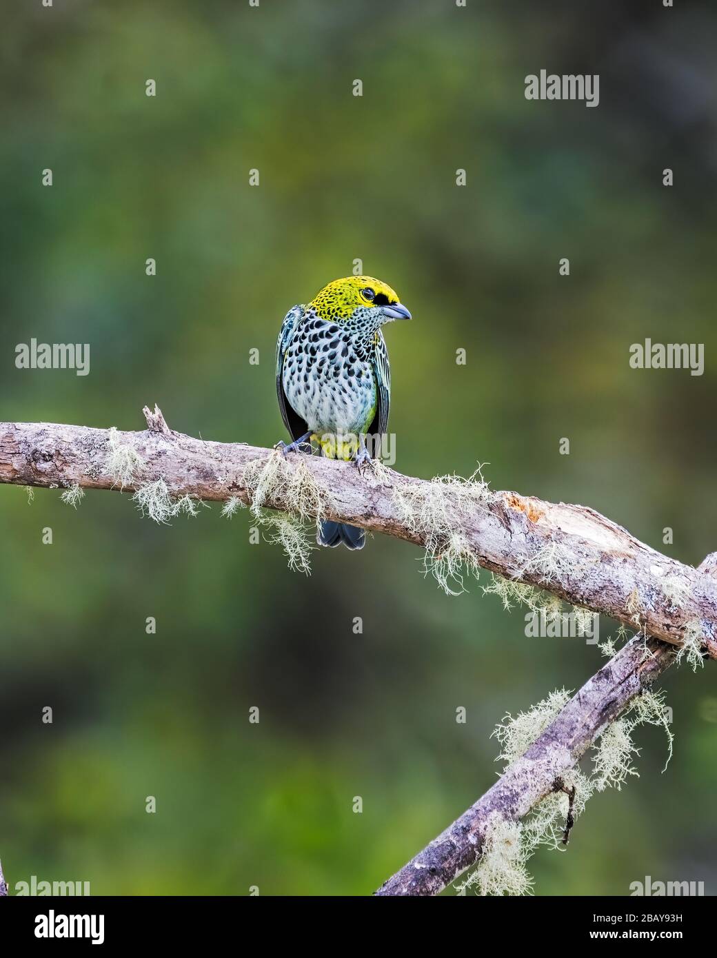 Bosque del tolomuco hi-res stock photography and images - Alamy