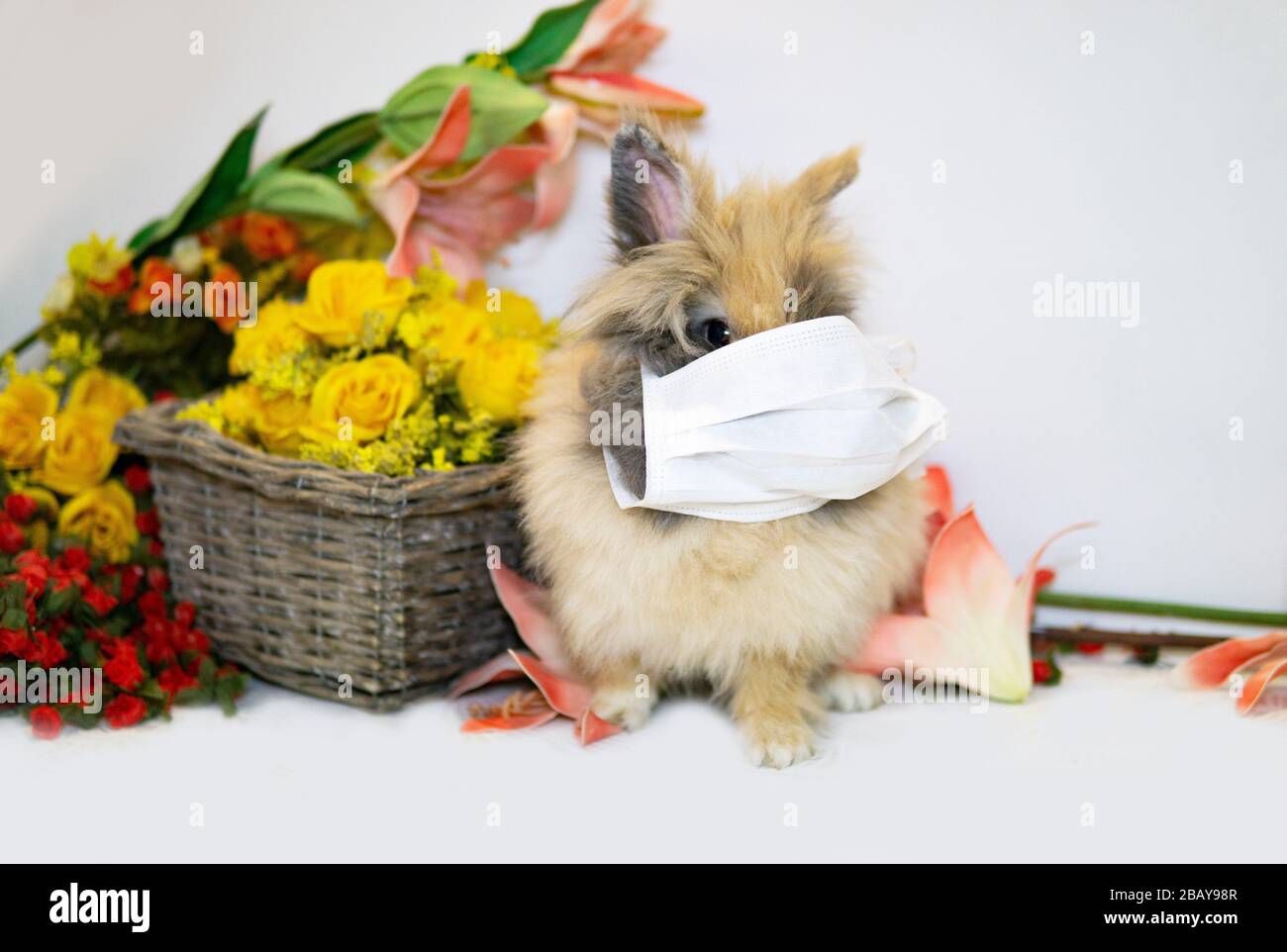 Easter in quarantine hi-res stock photography and images - Alamy
