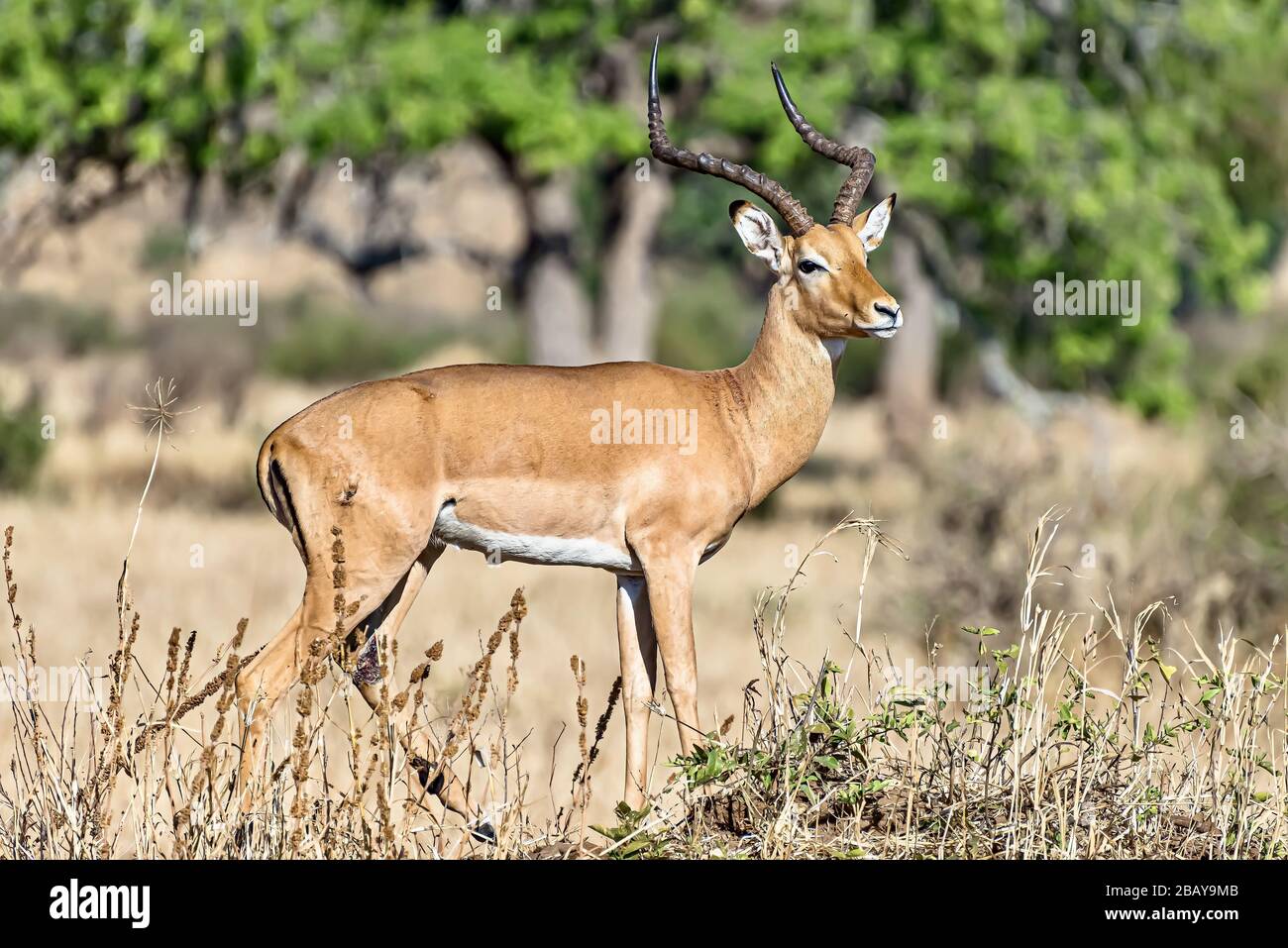 Beautiful shot male impala hi-res stock photography and images - Alamy