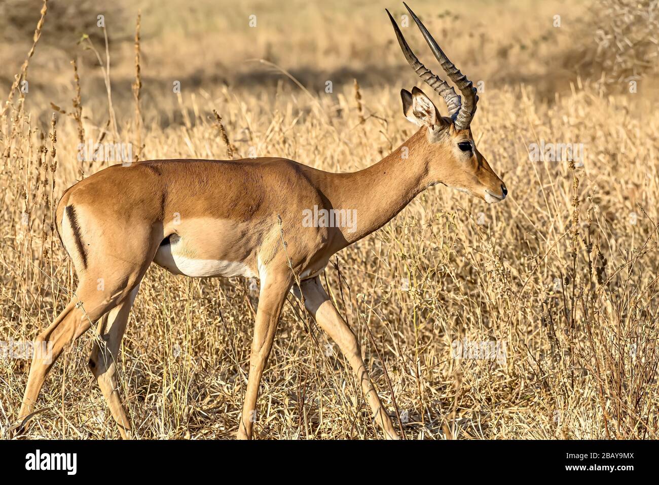 Beautiful shot male impala hi-res stock photography and images - Alamy