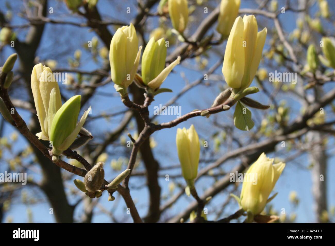 Yellow magnolia hi-res stock photography and images - Alamy