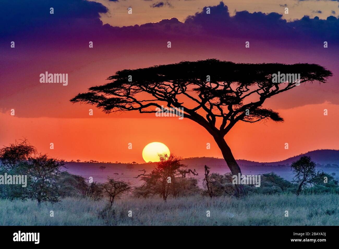 Beautiful scenery of a tree in the savanna plains during sunset ...