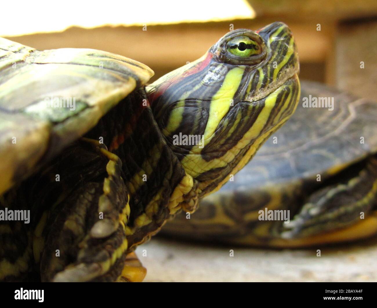 Red-Eared Slider, Trachemys scripta elegans Stock Photo - Alamy