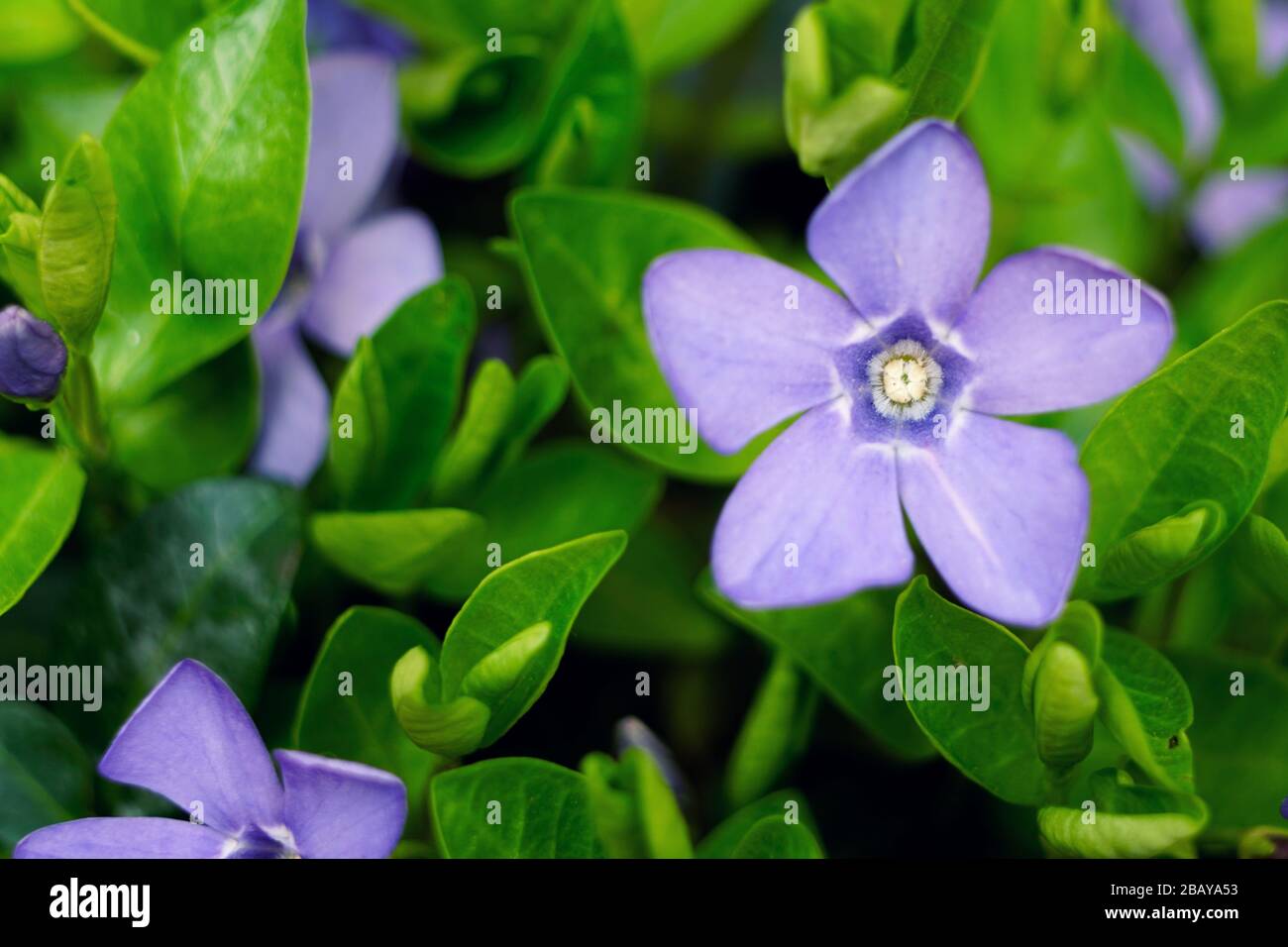 Vinca blue flower Stock Photo - Alamy