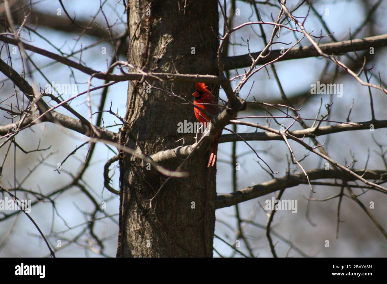 Cardinal in forest hi-res stock photography and images - Alamy