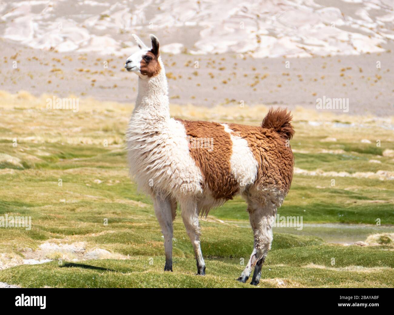 Llama andes hi-res stock photography and images - Alamy