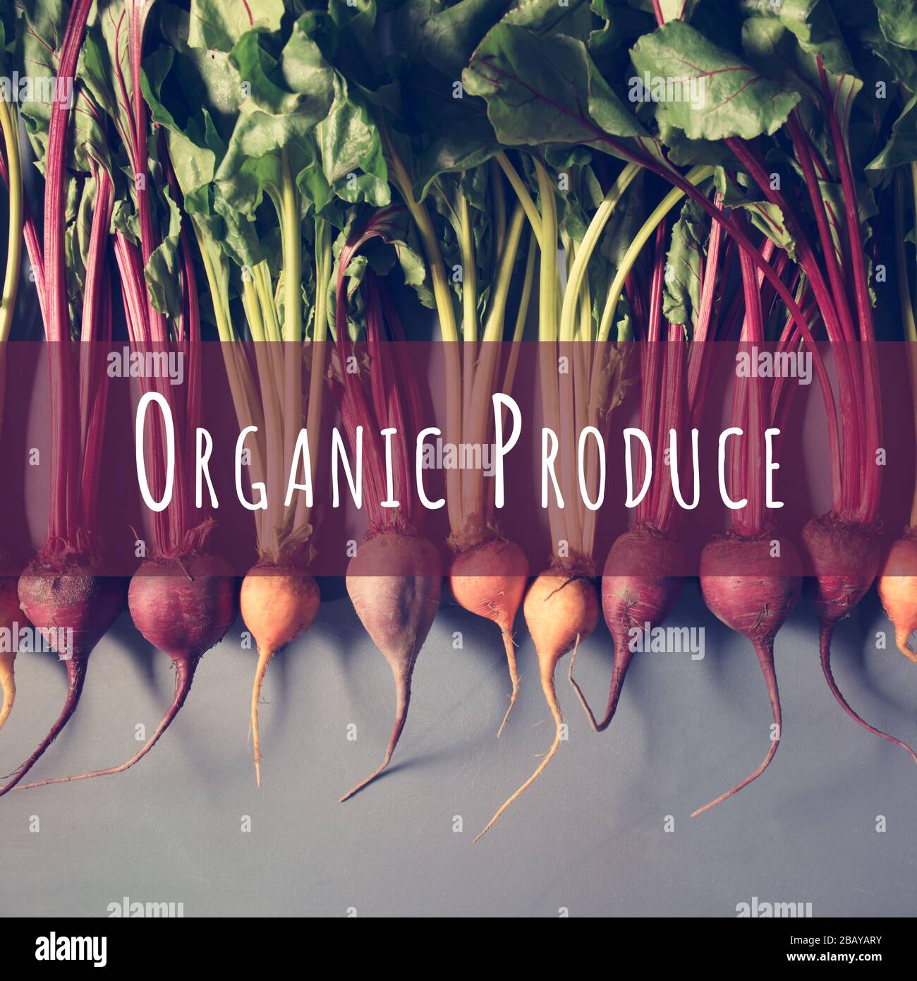 Mix of red and gold beets on grey background with Organic Produce ...