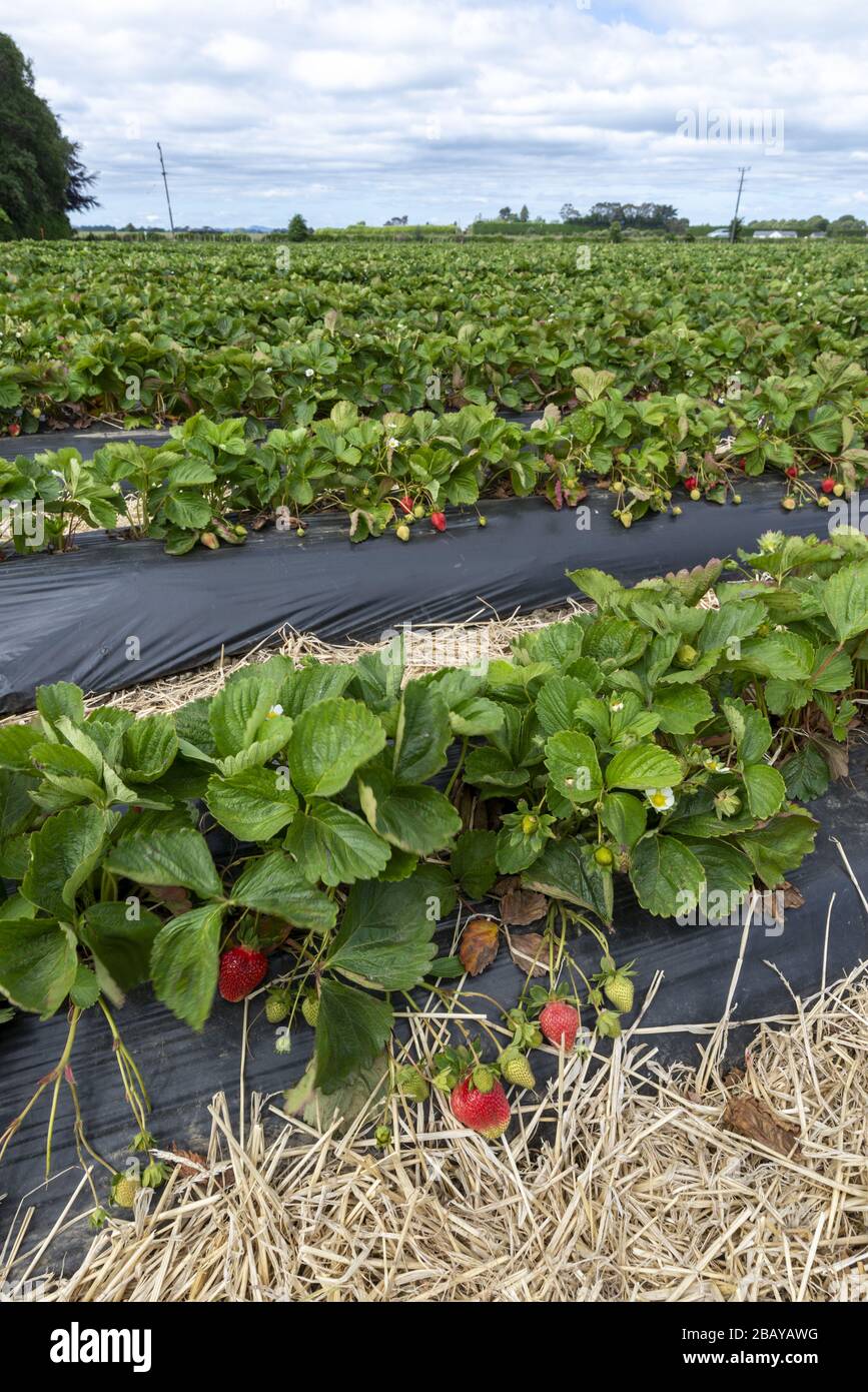 Strawberry picking new zealand hi-res stock photography and images - Alamy
