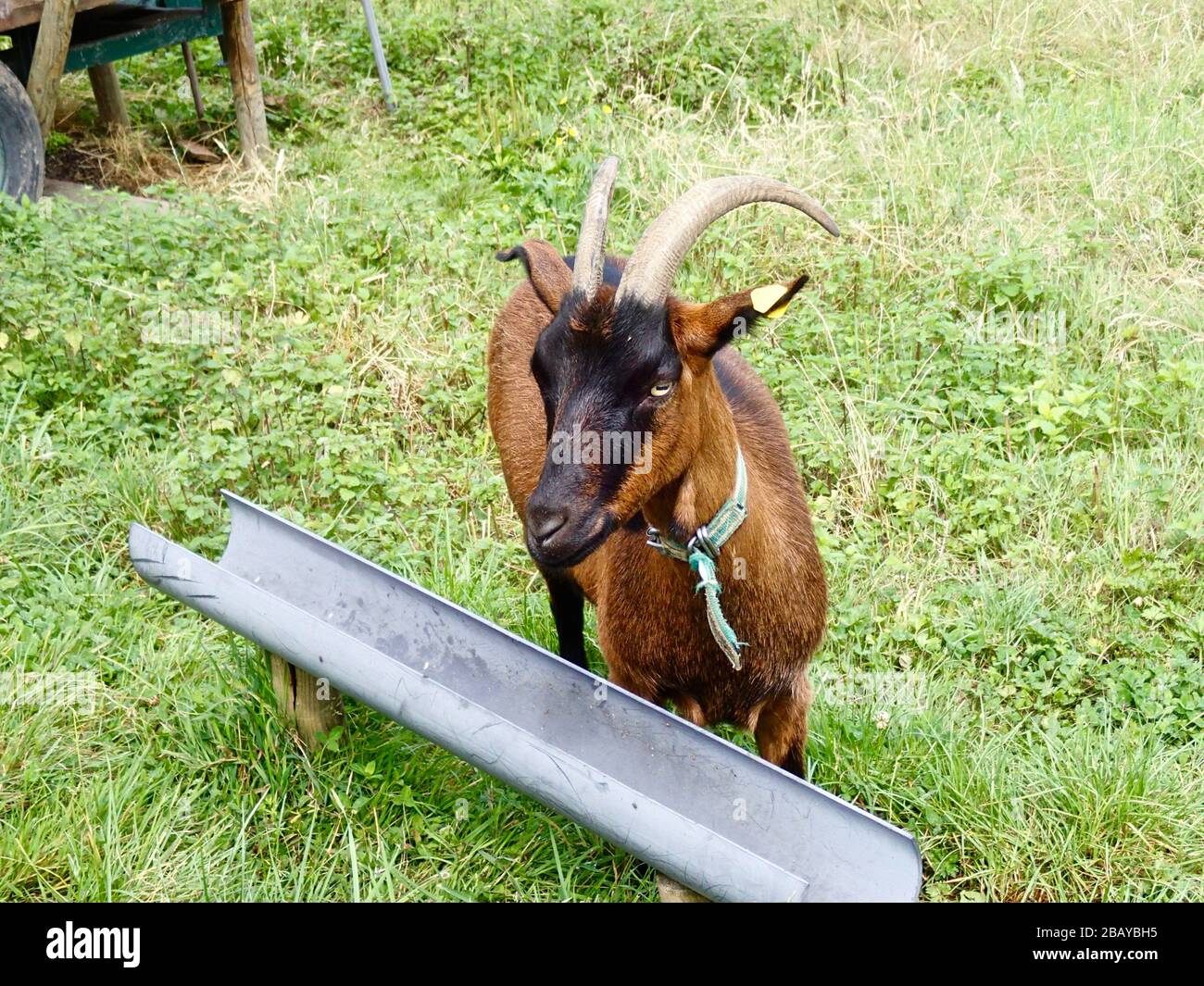 Black alpine billy goat hi-res stock photography and images - Alamy