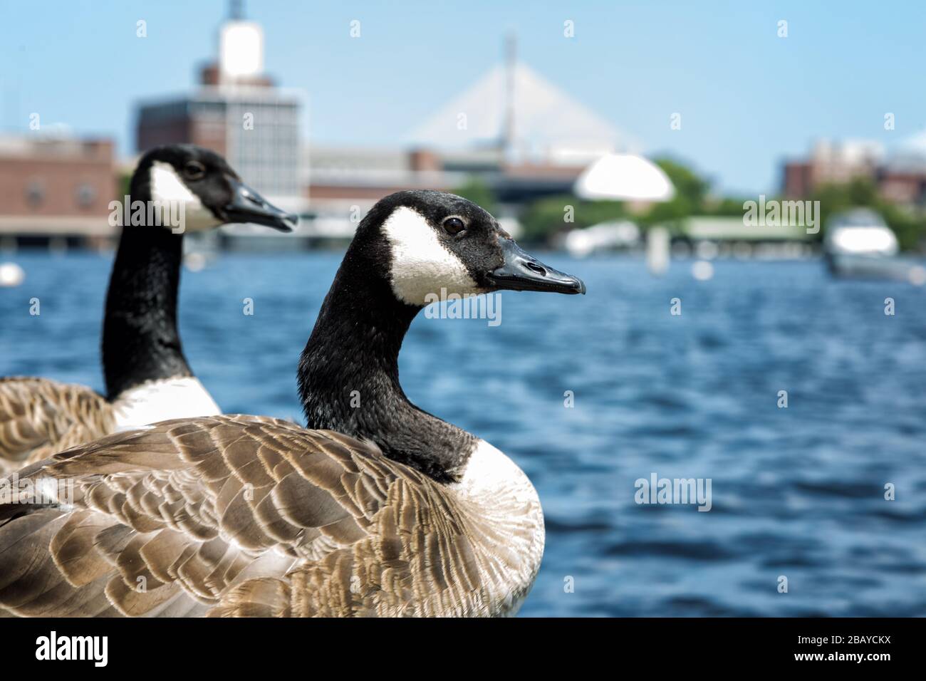 The Canadian Goose Stock Photo - Alamy