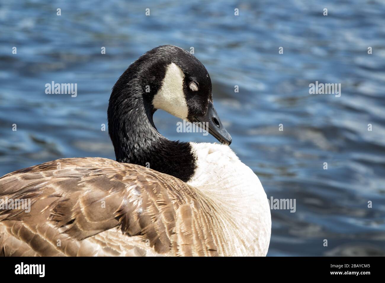 The Canadian Goose Stock Photo - Alamy