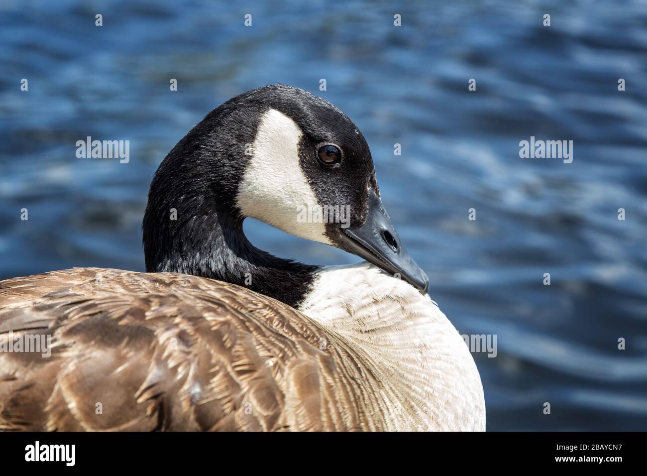 The Canadian Goose Stock Photo - Alamy