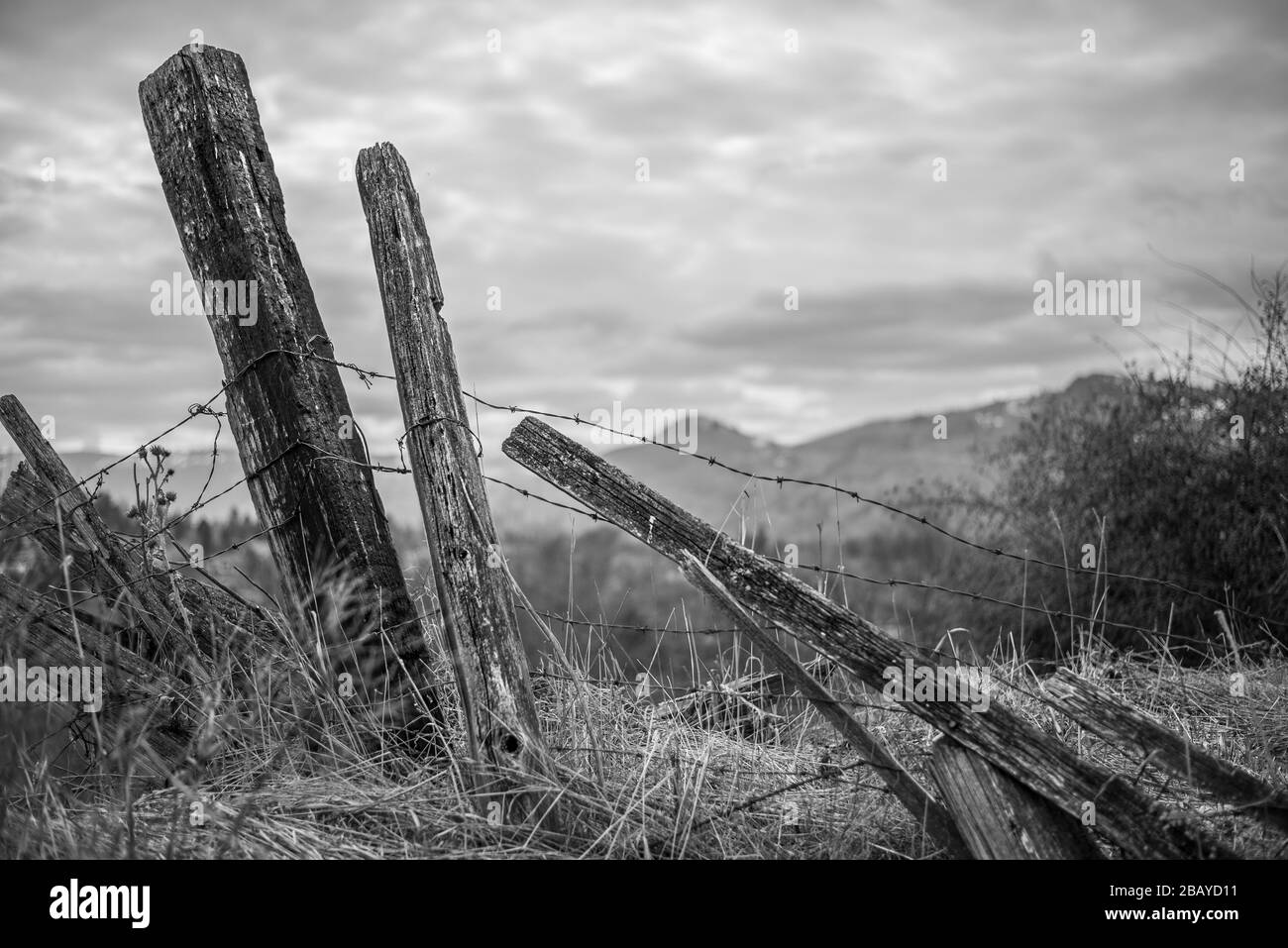 Old rotting , leaning fence posts Stock Photo - Alamy