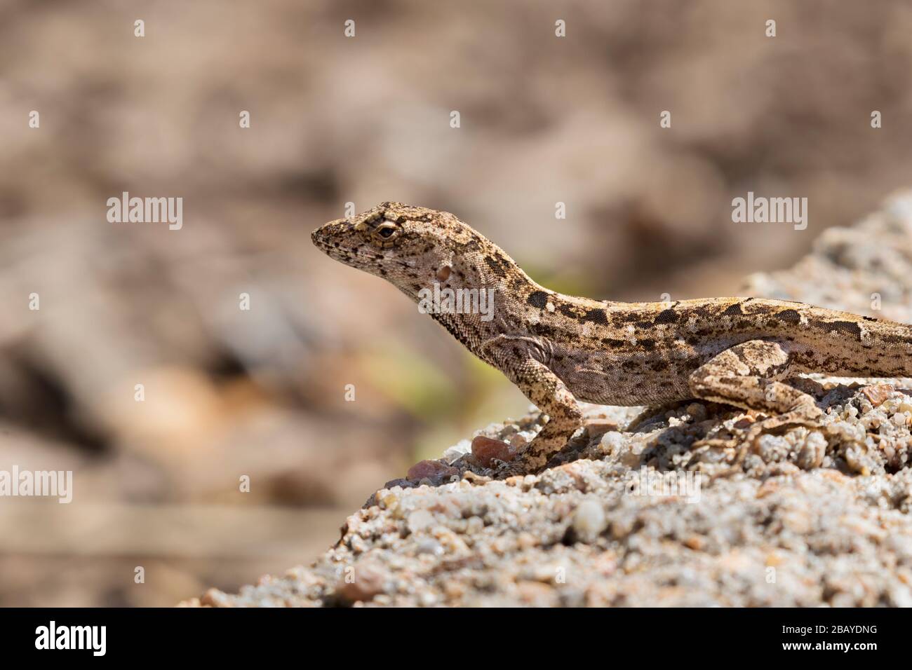 Invasive reptile species hi-res stock photography and images - Alamy