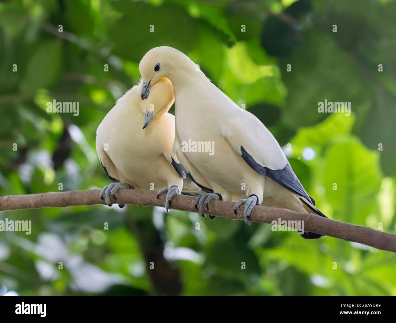 The couple of Pied imperial pigeons (Ducula bicolor) grooming each ...