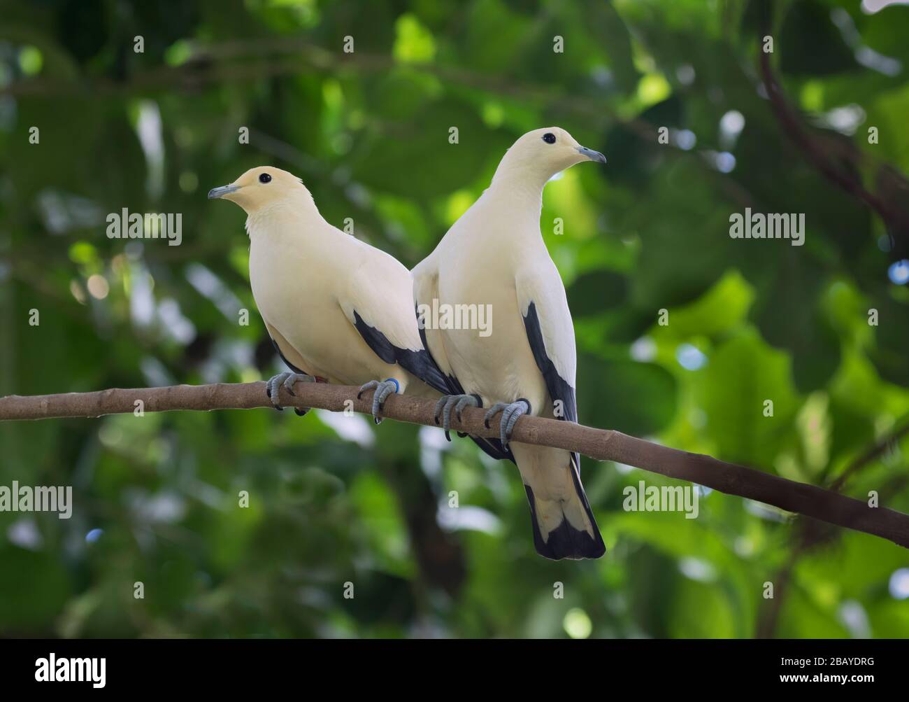 Beautiful white bird, Pied Imperial Pigeon (Ducula bicolor) on a branch ...