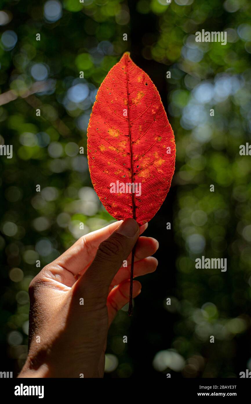 Hand with a leaf Stock Photo - Alamy