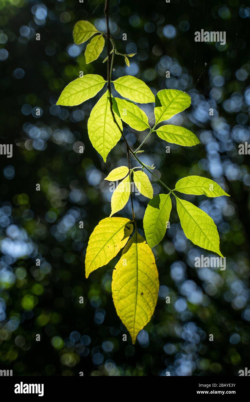 Leaves in nature Stock Photo - Alamy