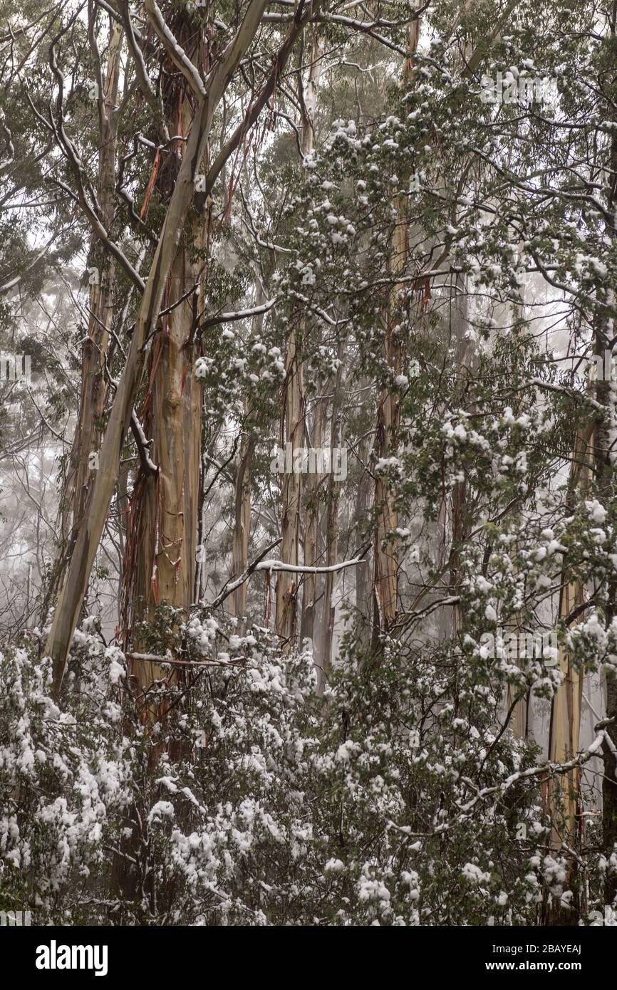 Mountain ash trees hi-res stock photography and images - Alamy