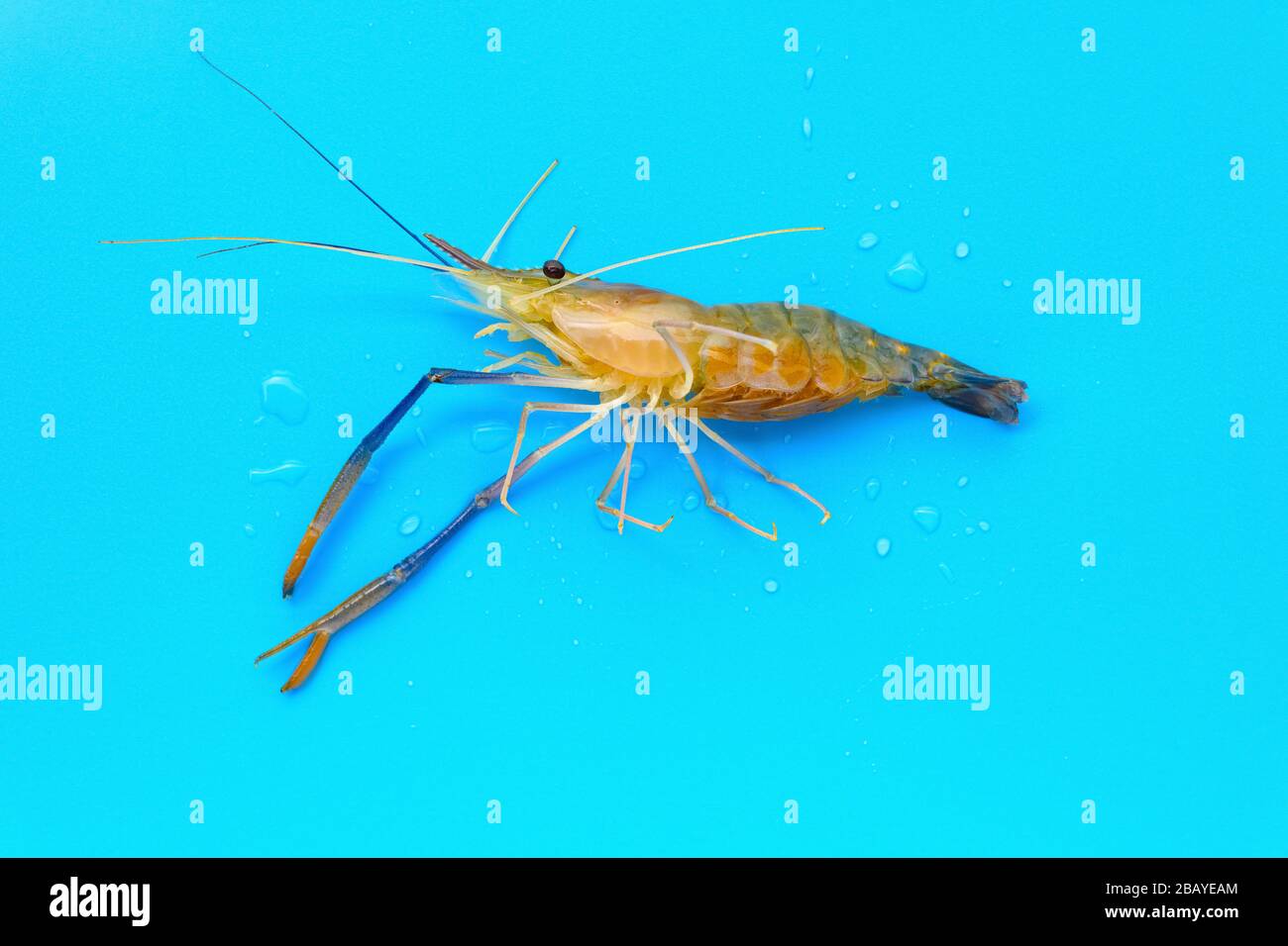 Live prawn hi-res stock photography and images - Alamy